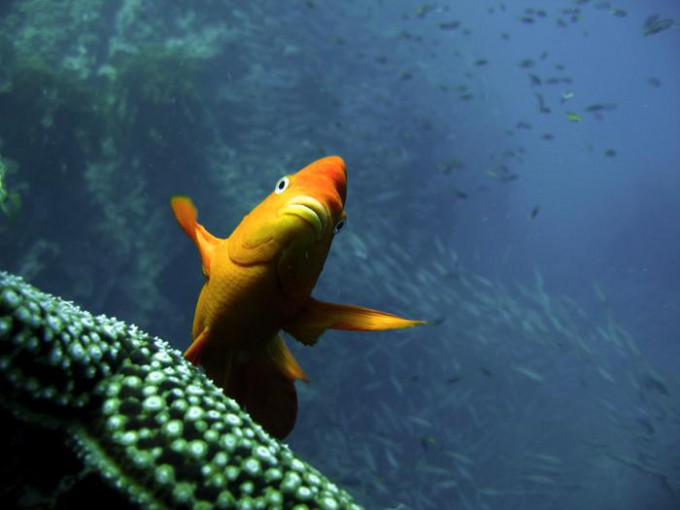 Far From Resting: Hovering Fish Use Twice the Energy of Those at Rest ...