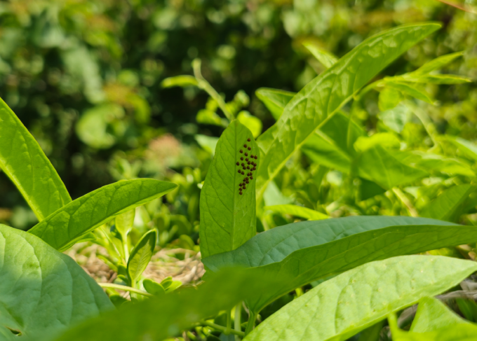 [Citizen Science Sprout] ③ What Do Wild Stink Bugs Smell Like? - DongA ...