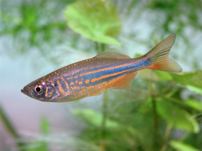 Far From Resting: Hovering Fish Use Twice the Energy of Those at Rest ...