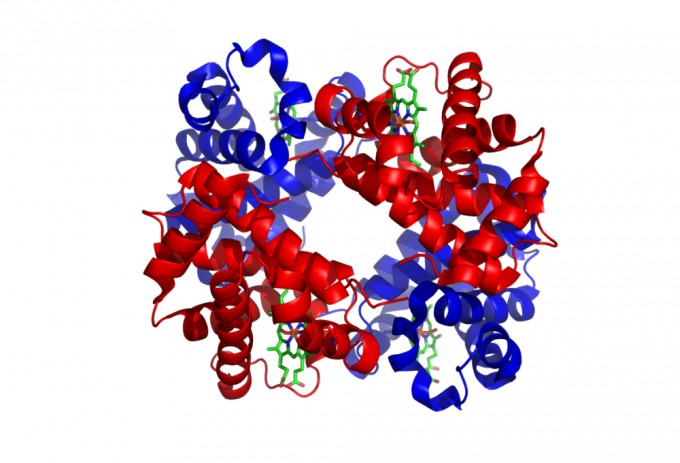 Hemoglobin's Hidden Function May Hold Key to Treating Degenerative ...