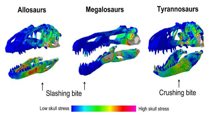 To Crush or To Tear: The Divergent Skull Evolution of Giant Carnivorous ...