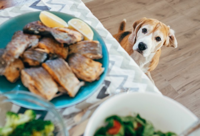 Vegan Dog Food Offers Nutrition Comparable to Meat-Based Diets, Study ...