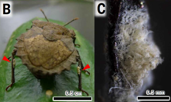This Bug 'Farms' Fungus on its Hind Legs, Coating its Eggs to Thwart ...