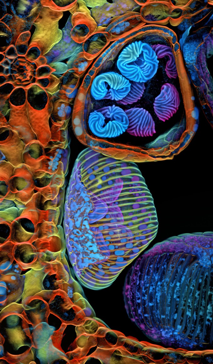 A Weevil on a Grain of Rice Through a Microscope... Nikon 'Small World ...