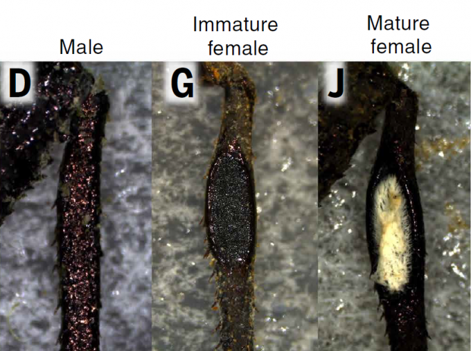 This Bug 'Farms' Fungus on its Hind Legs, Coating its Eggs to Thwart ...
