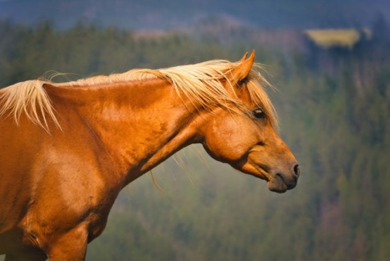 Horses can smell fear in human sweat, study suggests - DongA Science