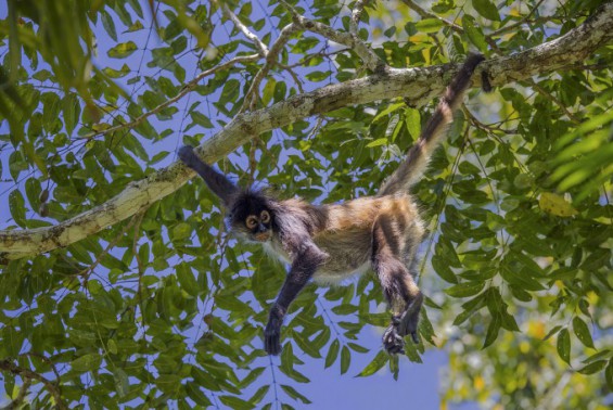Spider monkeys share knowledge of food sources, building collective ...