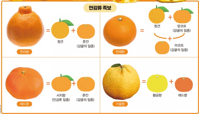The Complex Family Tree of Jeju Island's Celebrated Citrus Hybrids ...