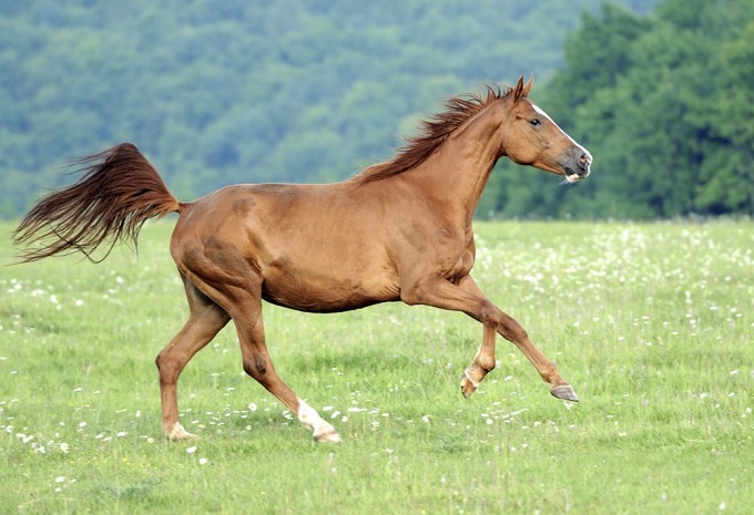 A Horse's Powerful Heart and Legs Are Built for Speed - DongA Science