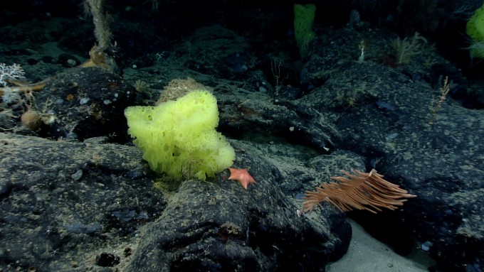 Which animal came first? A two-decade debate pits sponges against comb ...