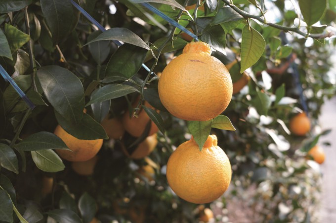 The Complex Family Tree of Jeju Island's Celebrated Citrus Hybrids ...