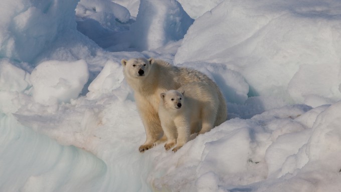 Polar bear populations show conflicting responses to a warming Arctic ...