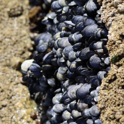 Mussel-inspired adhesive conducts electricity to repair muscle and ...