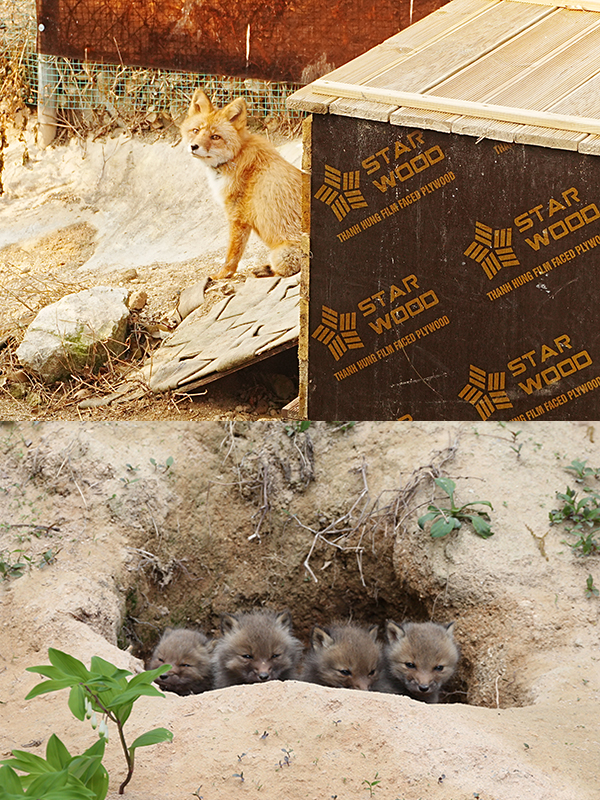 South Korea works to restore its native fox as a mountain neighbor ...