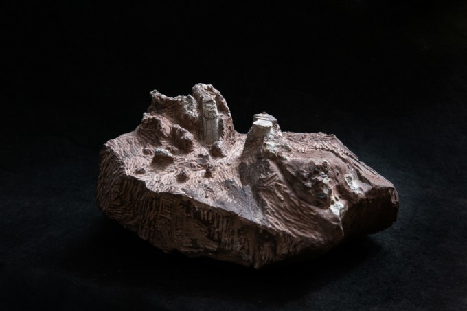 New Dinosaur in Korea Sheds Light on Ancient Asia-America Migration ...