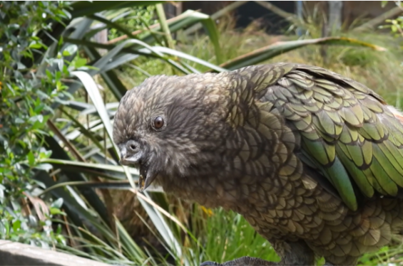 Disabled parrot turns broken beak into a weapon, dominates its flock ...