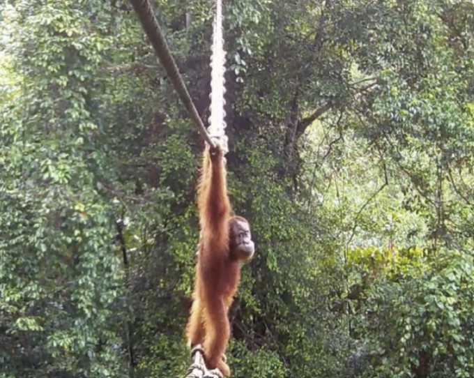 Endangered orangutan crosses man-made bridge, a first for fragmented ...