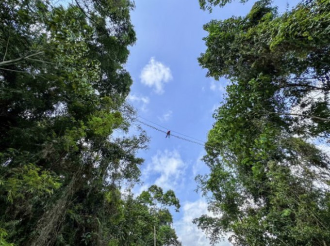 Endangered orangutan crosses man-made bridge, a first for fragmented ...