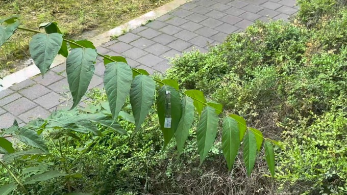 Hanyang University team develops UV sticker sensor for instant wildfire ...