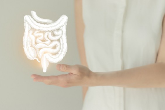 KRIBB transfers stem cell intestinal organoid therapy to Organoid ...