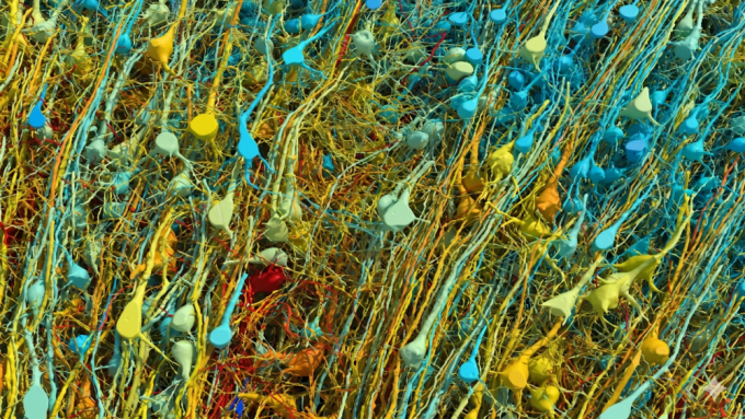 Flywire maps full adult fruit fly brain connectome with 139,225 neurons ...