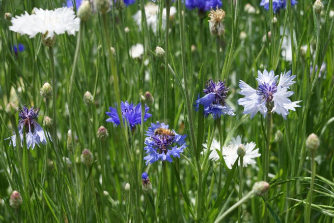 [Citizen Science Seed] CityBee tracks which flowers honey bees prefer ...