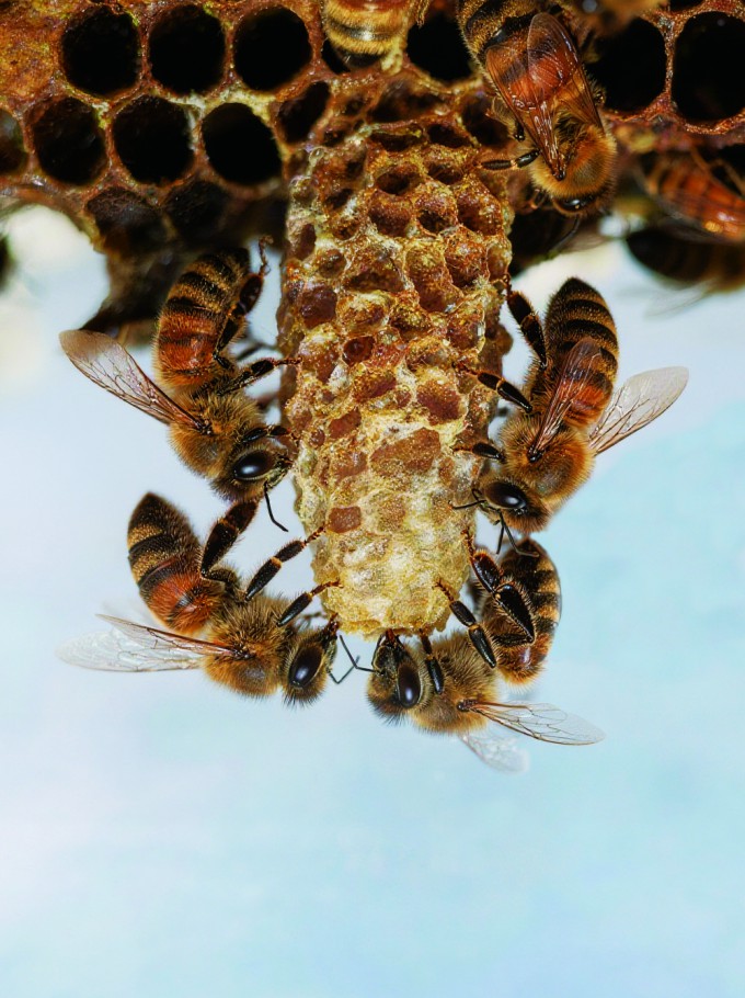 Auburn University and Oulu University reveal bee intelligence in queen ...