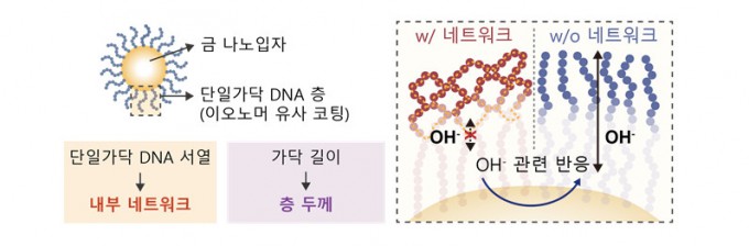 KAIST Engineers Use DNA Nanoscale Coating to Boost Hydrogen Production ...