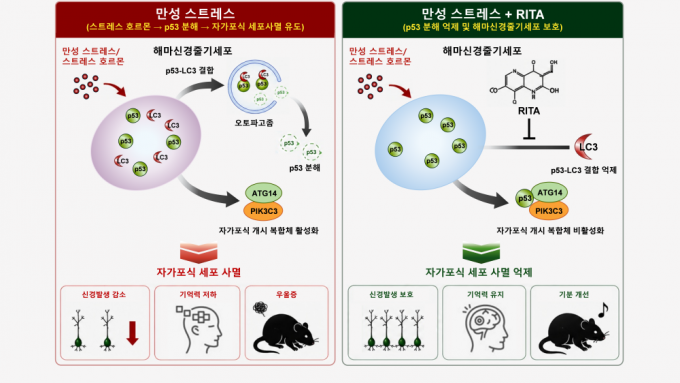 DGIST identifies p53 gene protecting hippocampal stem cells under ...